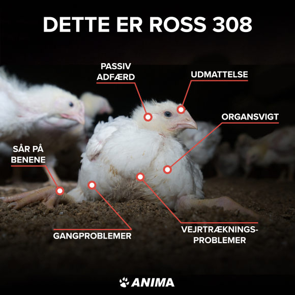 Pels i billeder | Anima.dk